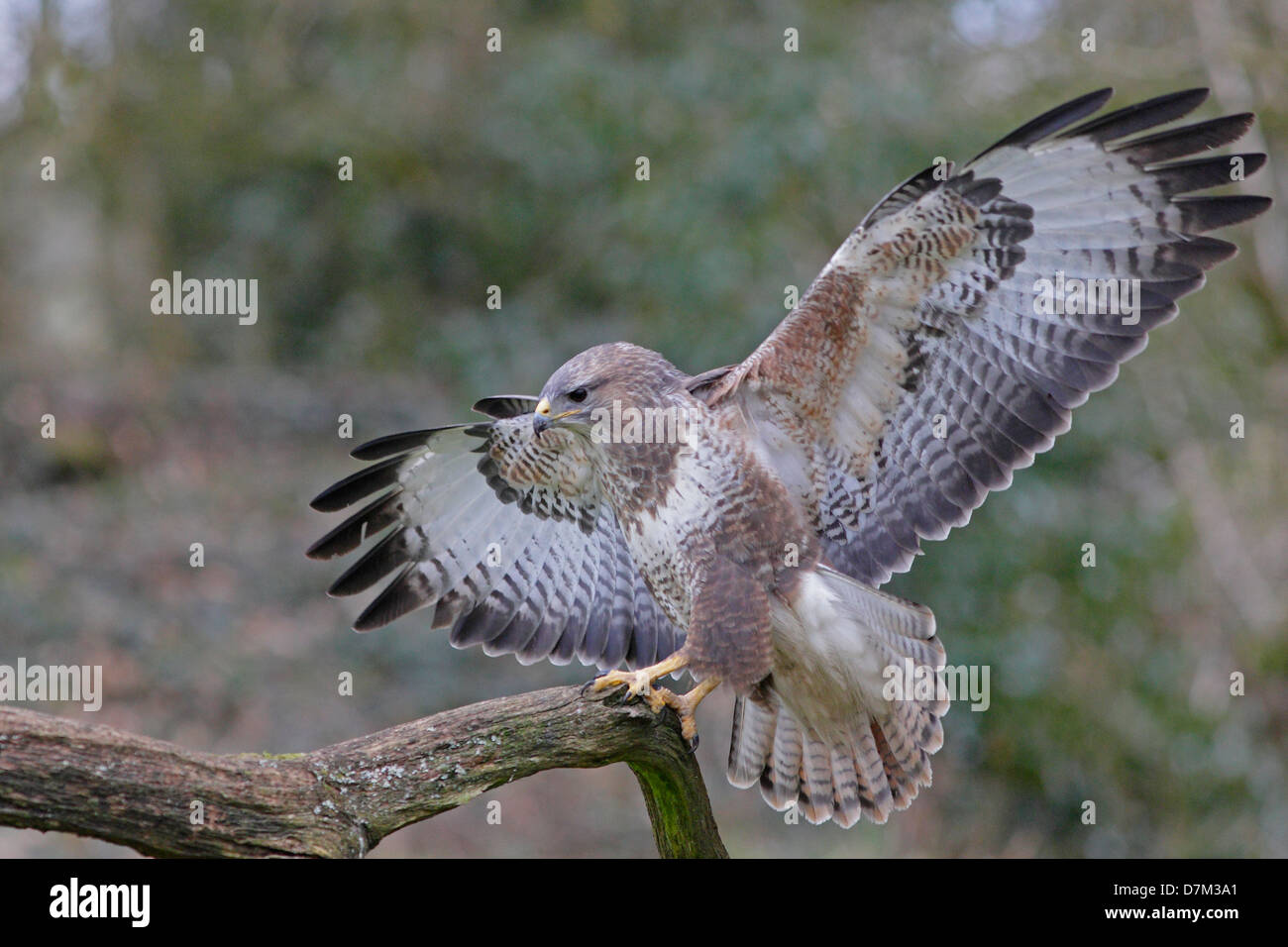 Wild Common Buzzard on a branch with wings outstretched Stock Photo - Alamy