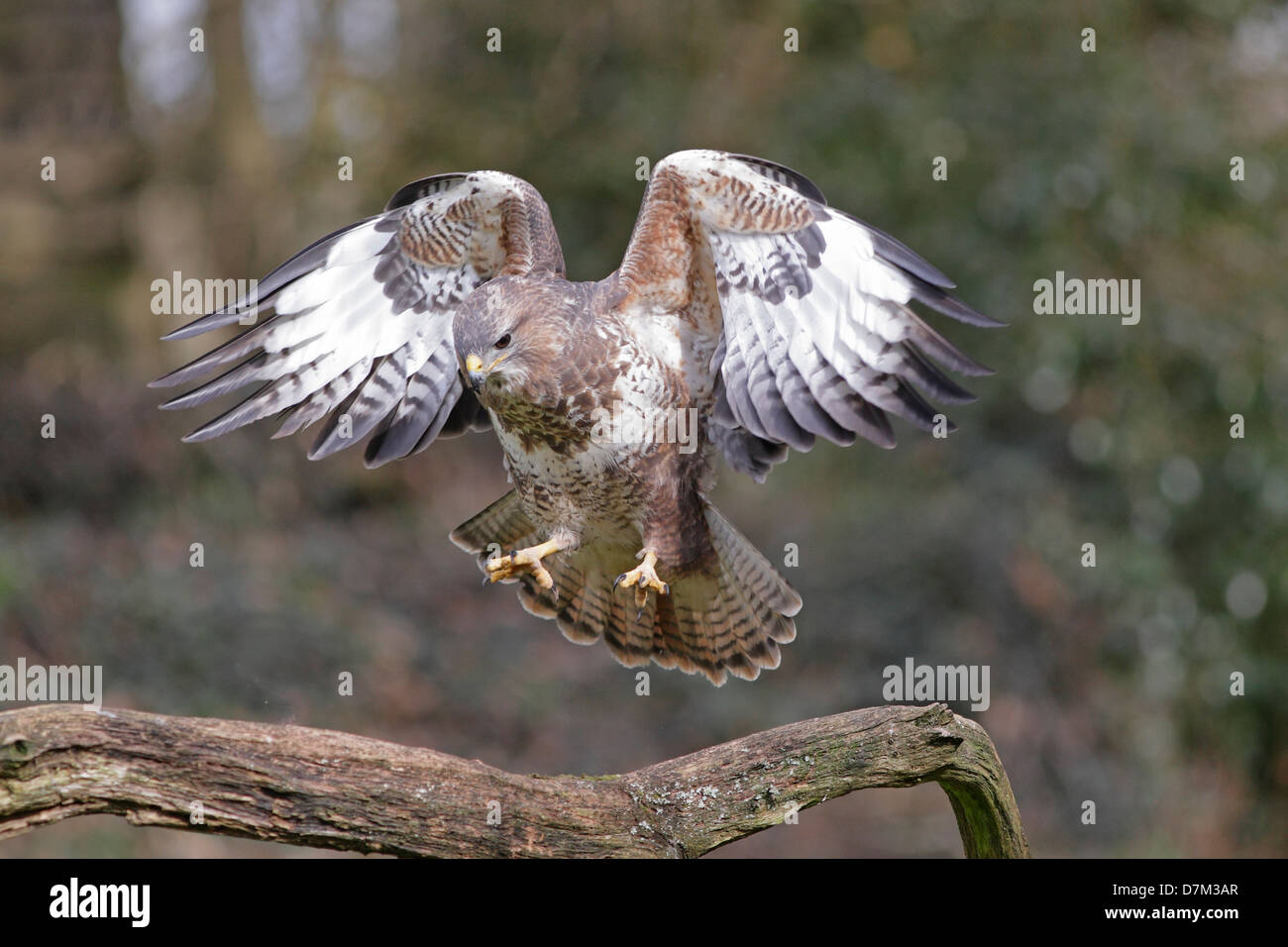 Wild Common Buzzard on a branch with wings outstretched Stock Photo - Alamy