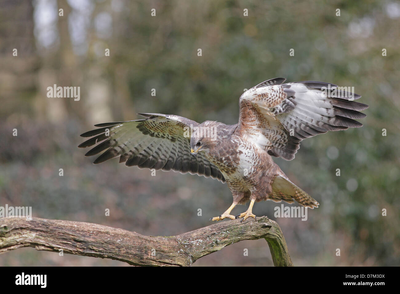 Wild Common Buzzard on a branch with wings outstretched Stock Photo - Alamy