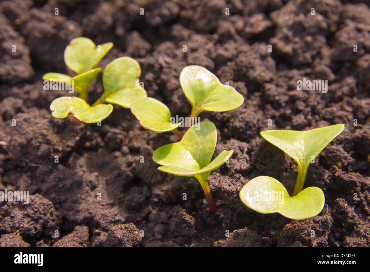 Young green sprouts (plants) on soil (earth, patch). Close up ...