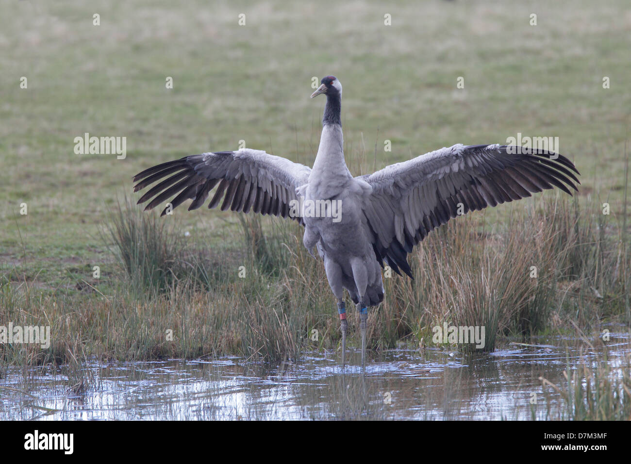Common Crane with wings outstretched at Slimbridge Stock Photo - Alamy
