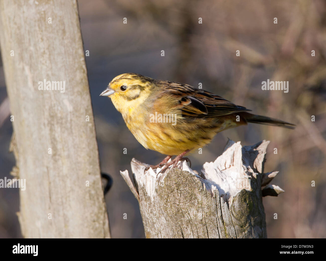 Yellowhammer Emberiza citrinella passerine Stock Photo - Alamy