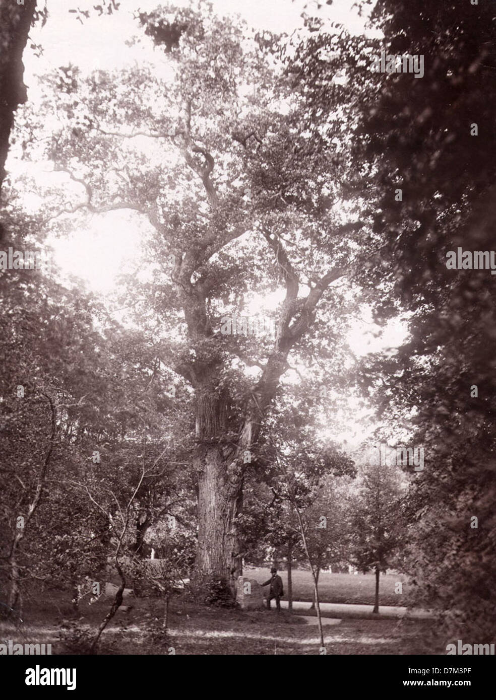 The King Gustav Vasa oak at Rydboholm Castle park in Sweden is a ...