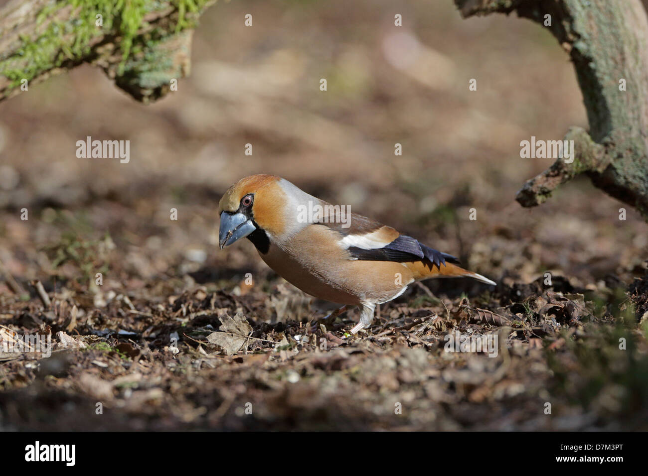 Hawfinch male hi-res stock photography and images - Alamy