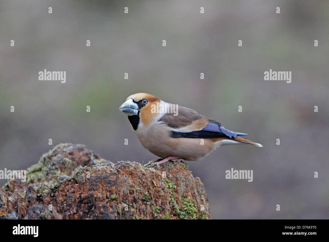 Hawfinch male hi-res stock photography and images - Alamy