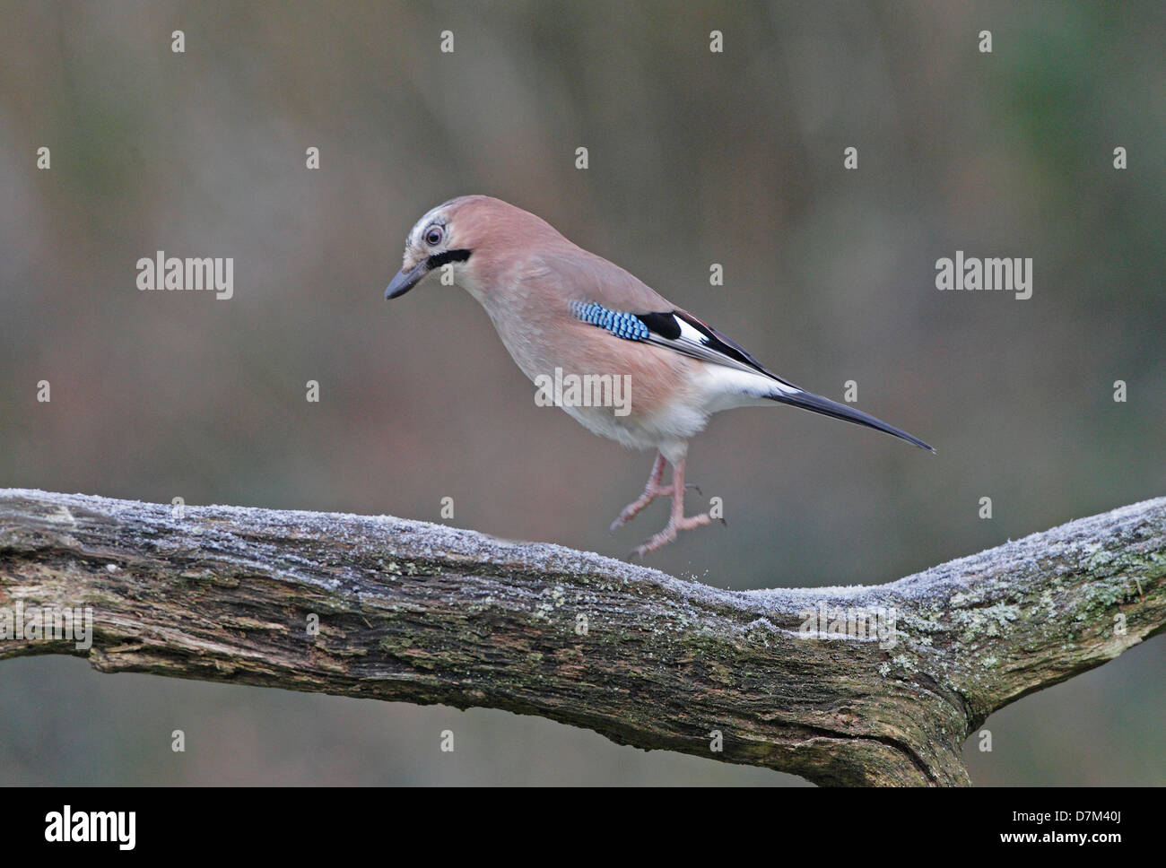 Jumping branch hi-res stock photography and images - Alamy