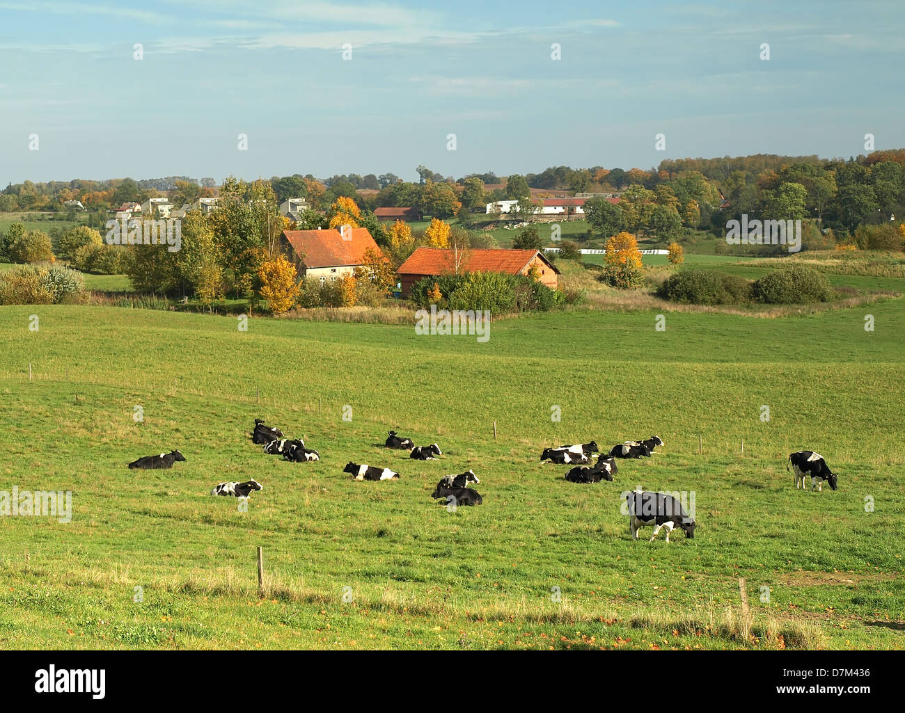 rural landscape with cows Stock Photo - Alamy