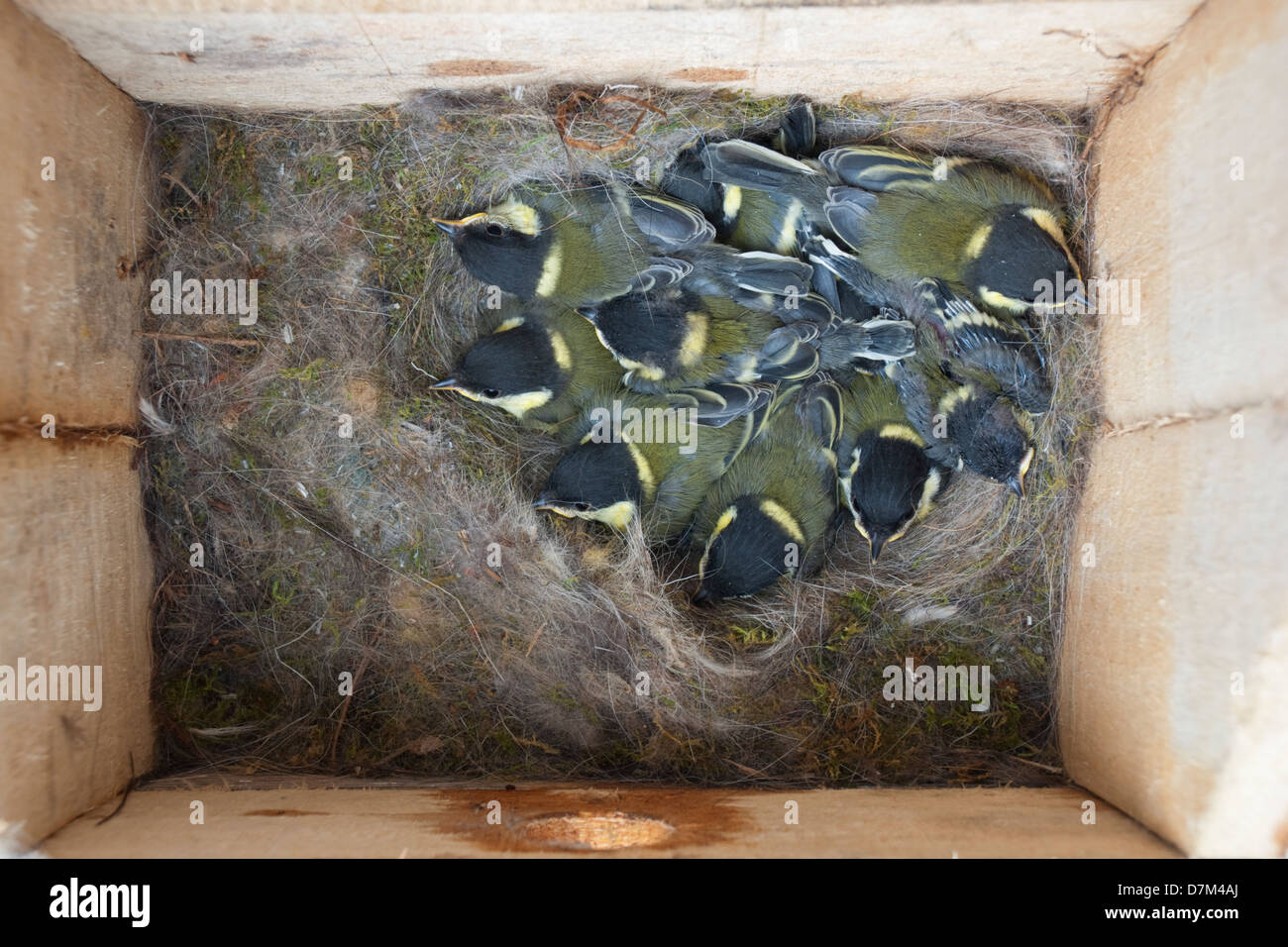 Interior of a bird house full of baby birds great tit (Parus major ...