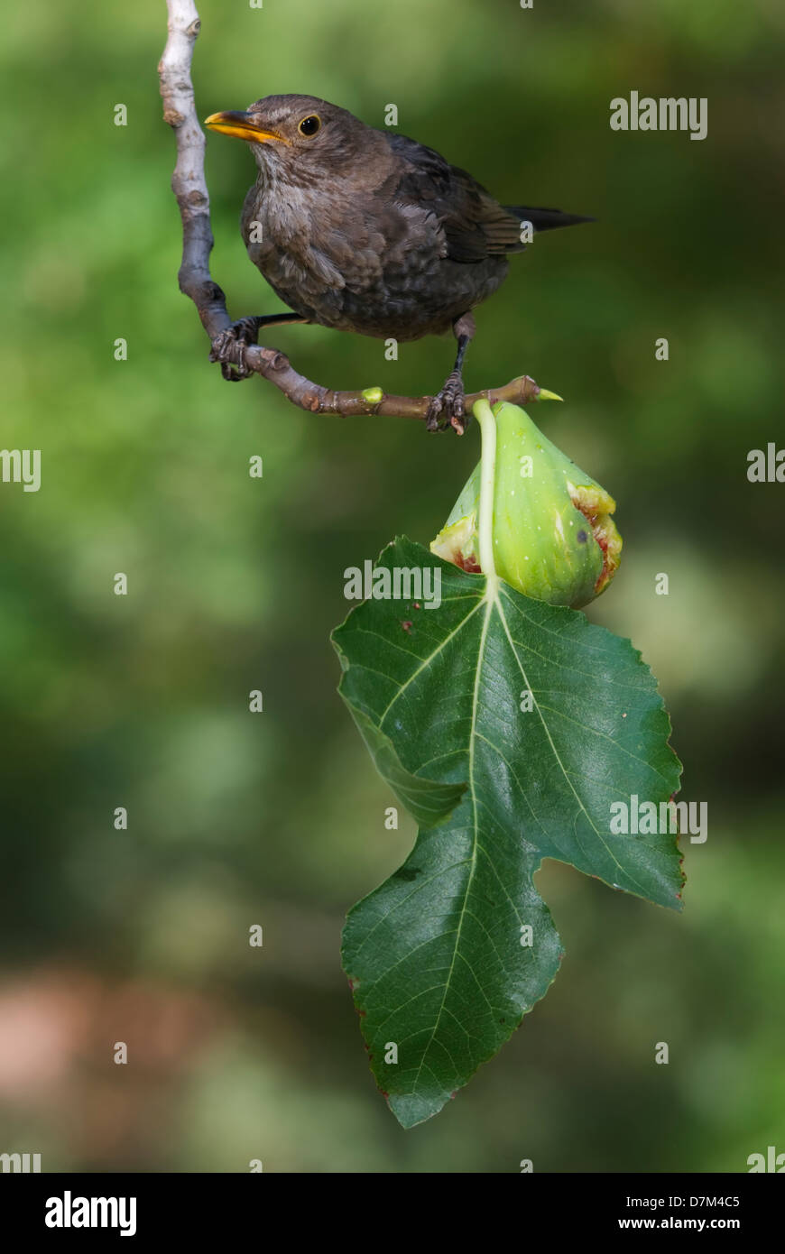 On a fig tree hi-res stock photography and images - Alamy