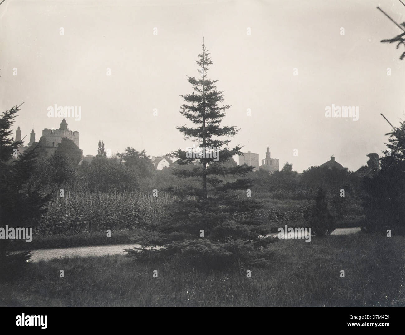 Fir in Visby Botanical Garden, Gotland, Sweden Stock Photo - Alamy