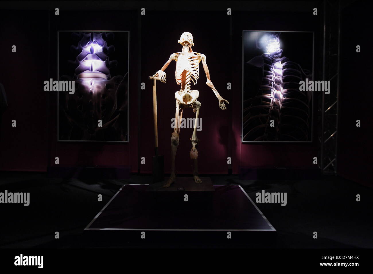 Gdansk, Poland. 10th, May 2013 The Human Body Exhibition in Gdansk. The ...