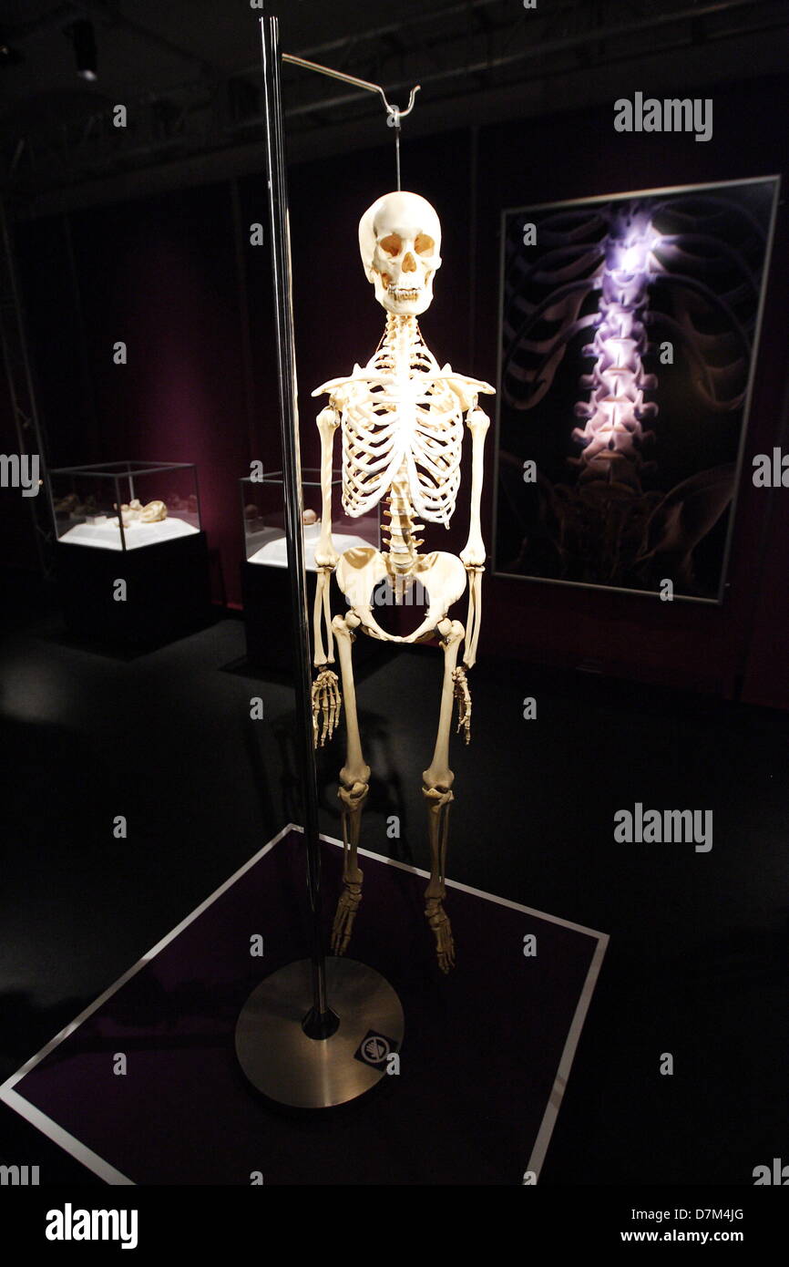 Gdansk, Poland. 10th, May 2013 The Human Body Exhibition in Gdansk. The ...