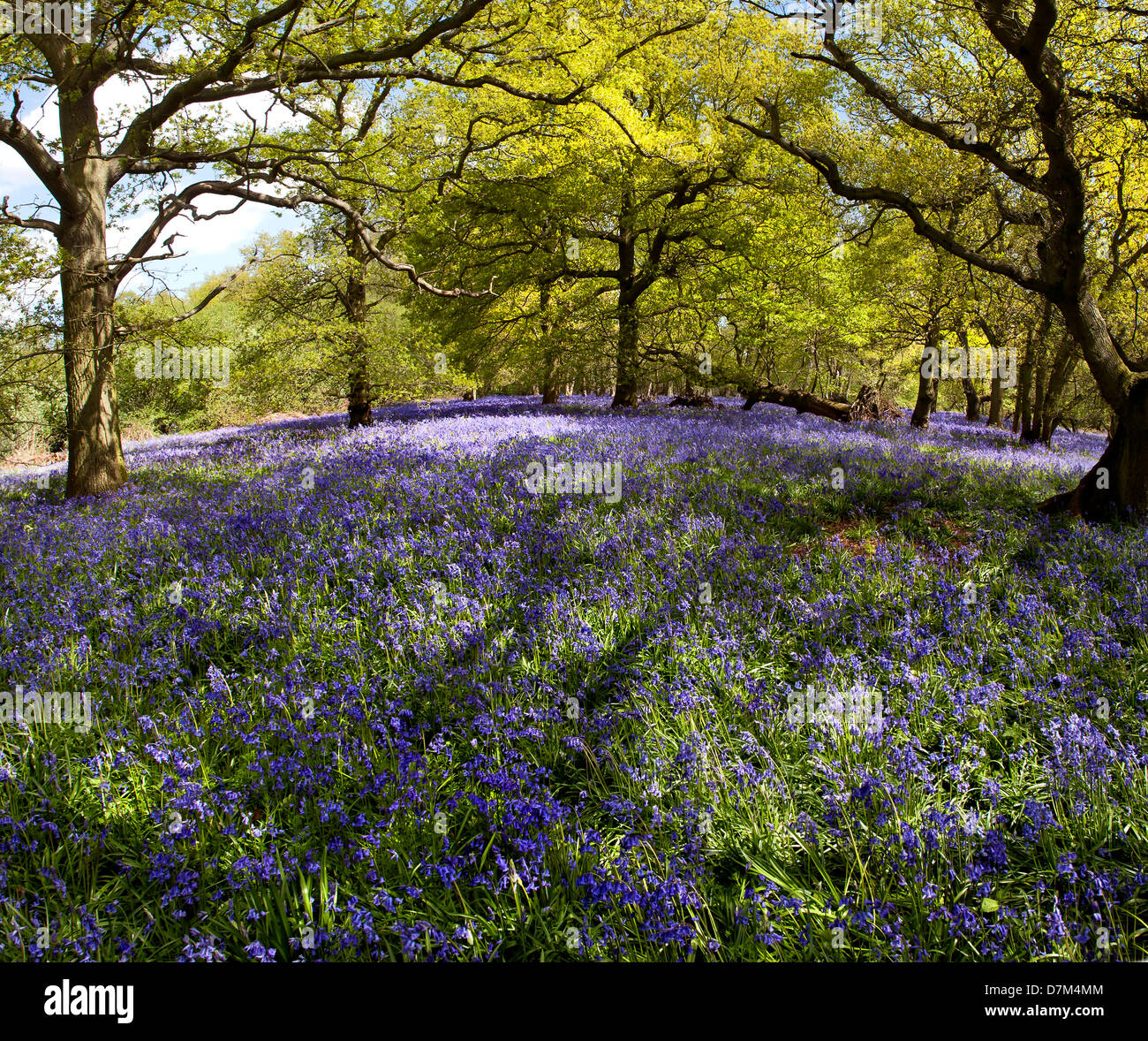 BLUEBELLS GROWING AT HILLHOUSE WOODS IN WEST BERGHOLT, COLCHESTER ...