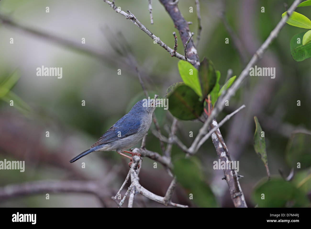 Bicoloured Conebill (Conirostrum bicolor Stock Photo - Alamy
