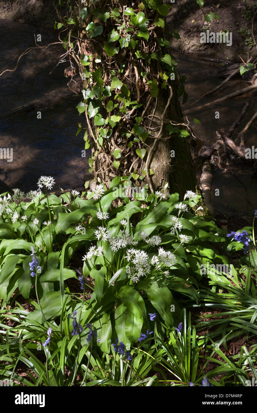 WILD GARLIC GROWING IN WOODLAND IN ENGLAND,UK Stock Photo - Alamy