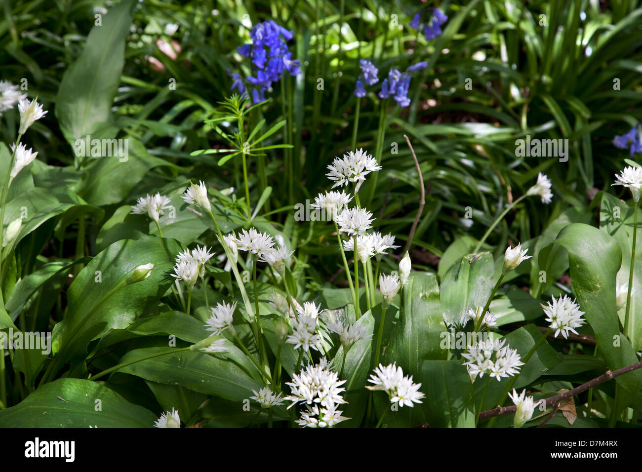 WILD GARLIC GROWING IN WOODLAND IN ENGLAND,UK Stock Photo - Alamy