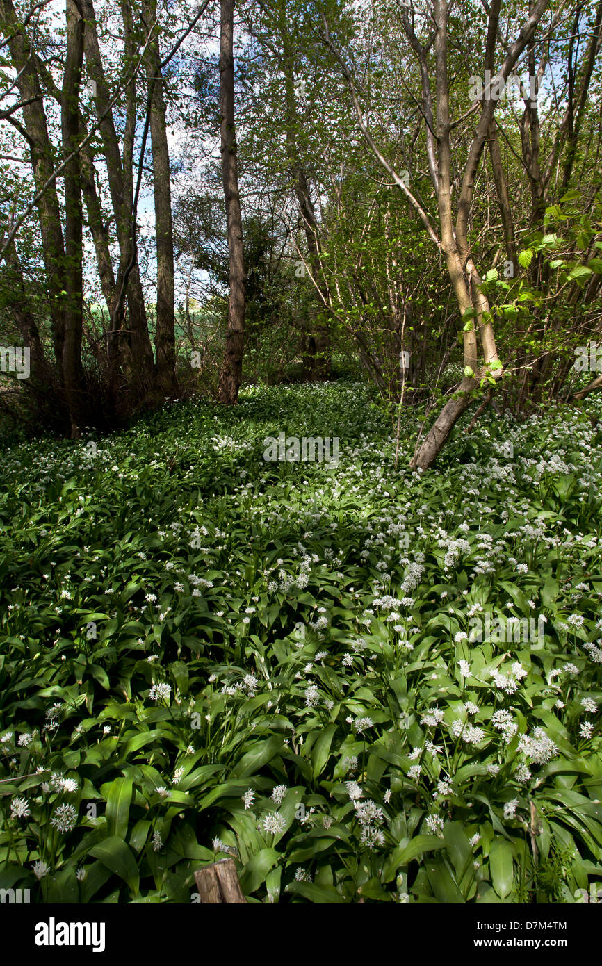 WILD GARLIC GROWING IN WOODLAND IN ENGLAND,UK Stock Photo - Alamy