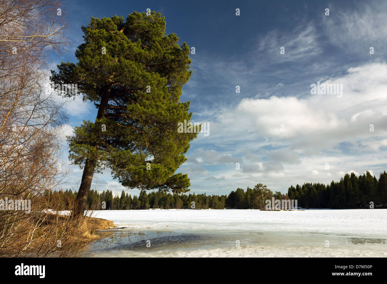 Norwegian pine tree hi-res stock photography and images - Alamy