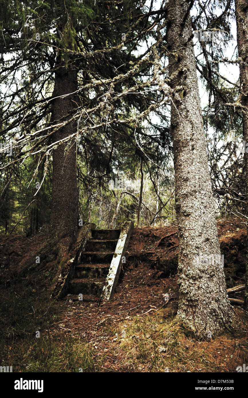 Old stairs in the woods of Bymarka, Trondheim Stock Photo - Alamy