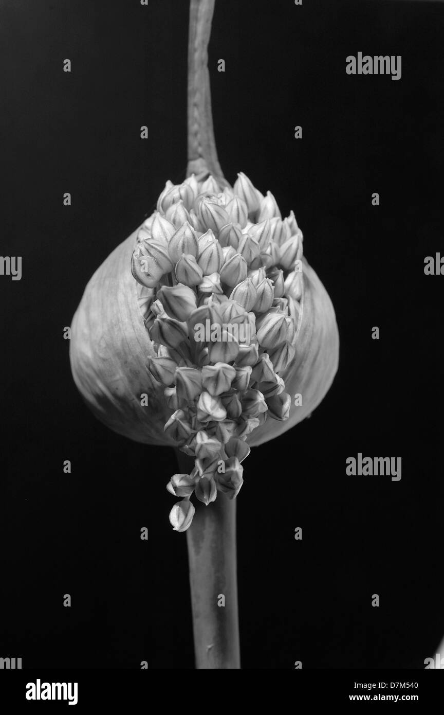 Onion vegetable flower Black and White Stock Photos & Images - Alamy
