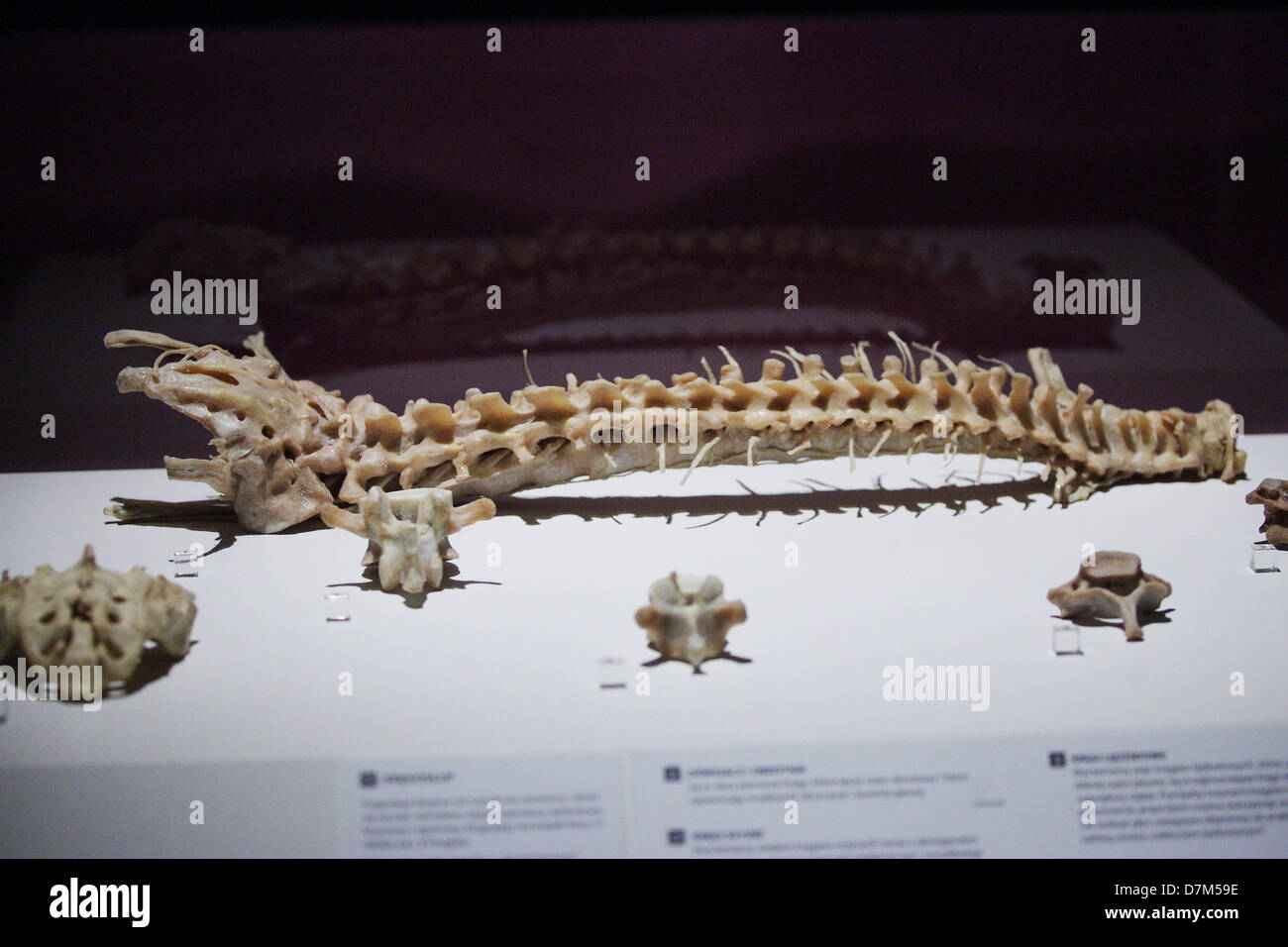 Zmarly hi-res stock photography and images - Alamy