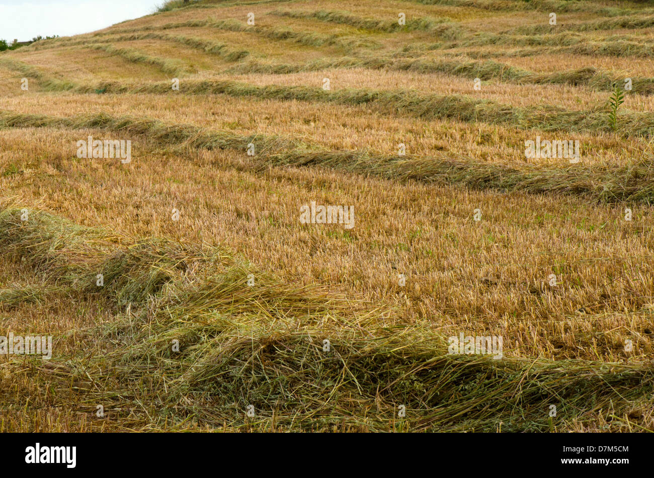 Raked hay hi-res stock photography and images - Alamy