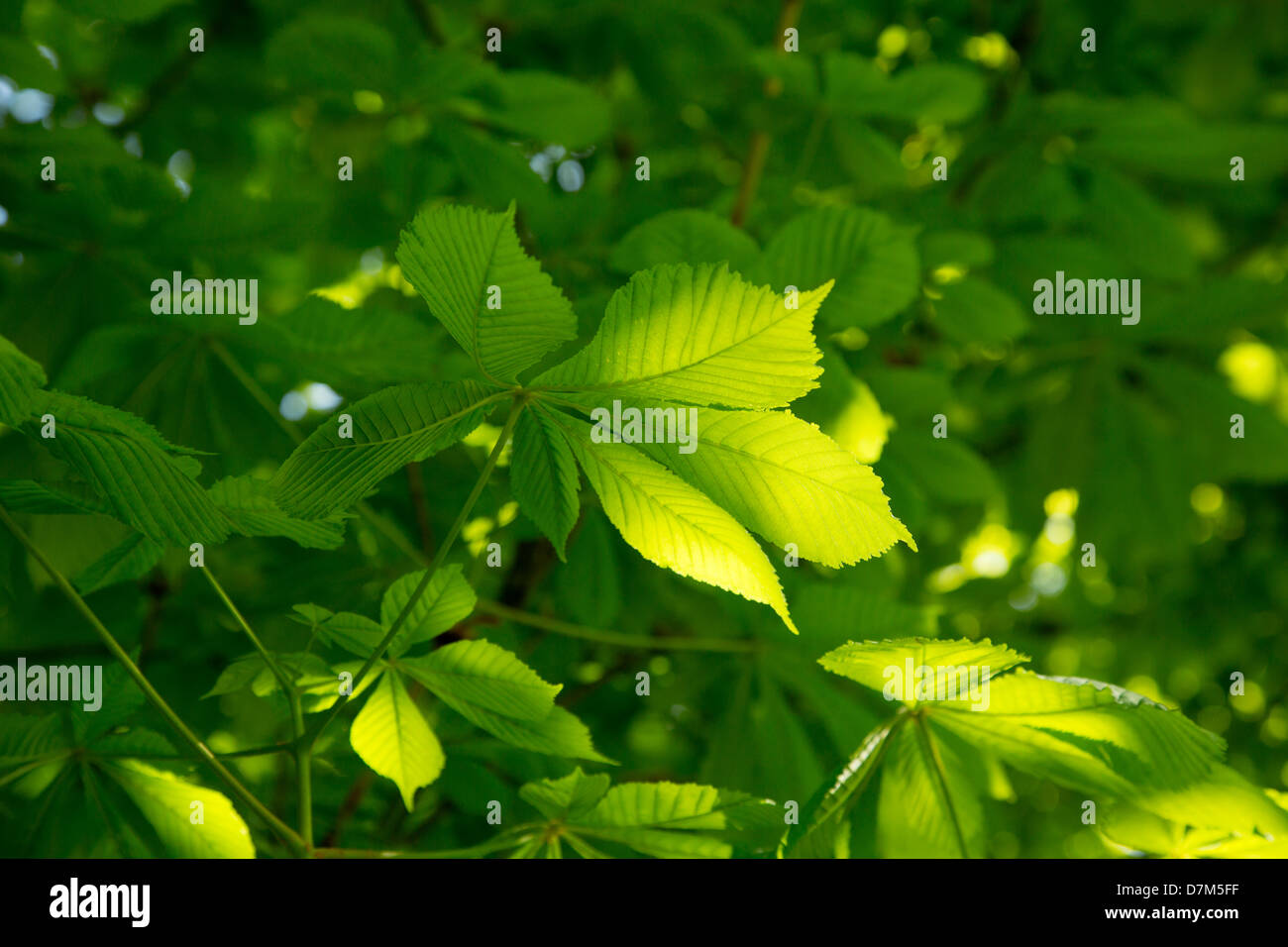 green chestnut leaves Stock Photo - Alamy
