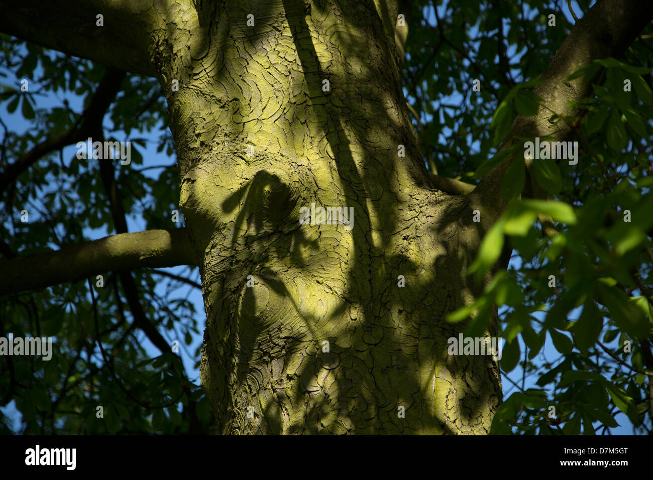 Trunk close up nature hi-res stock photography and images - Alamy