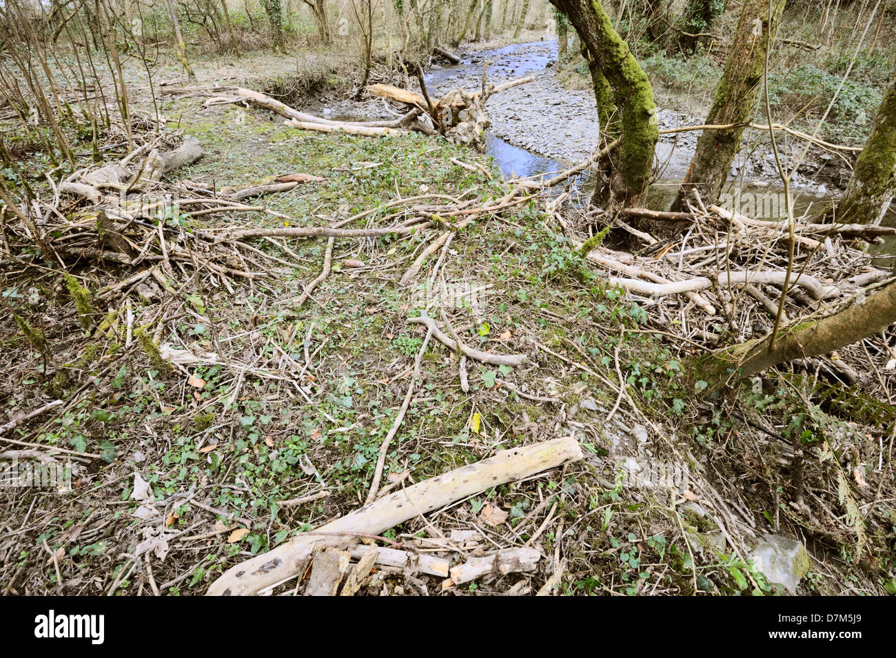 Woody debris hi-res stock photography and images - Alamy
