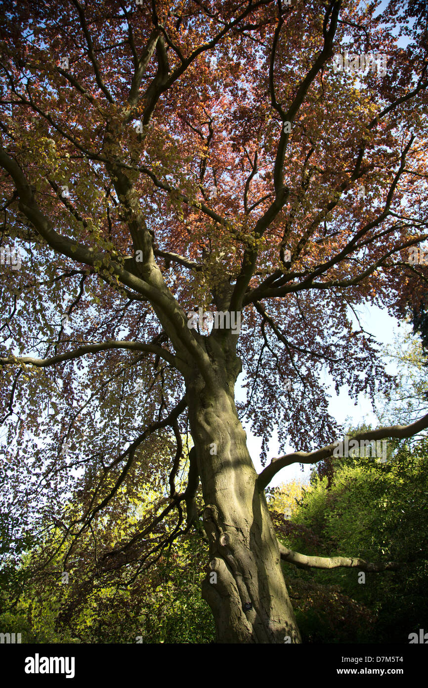 Young oak tree bark hi-res stock photography and images - Alamy