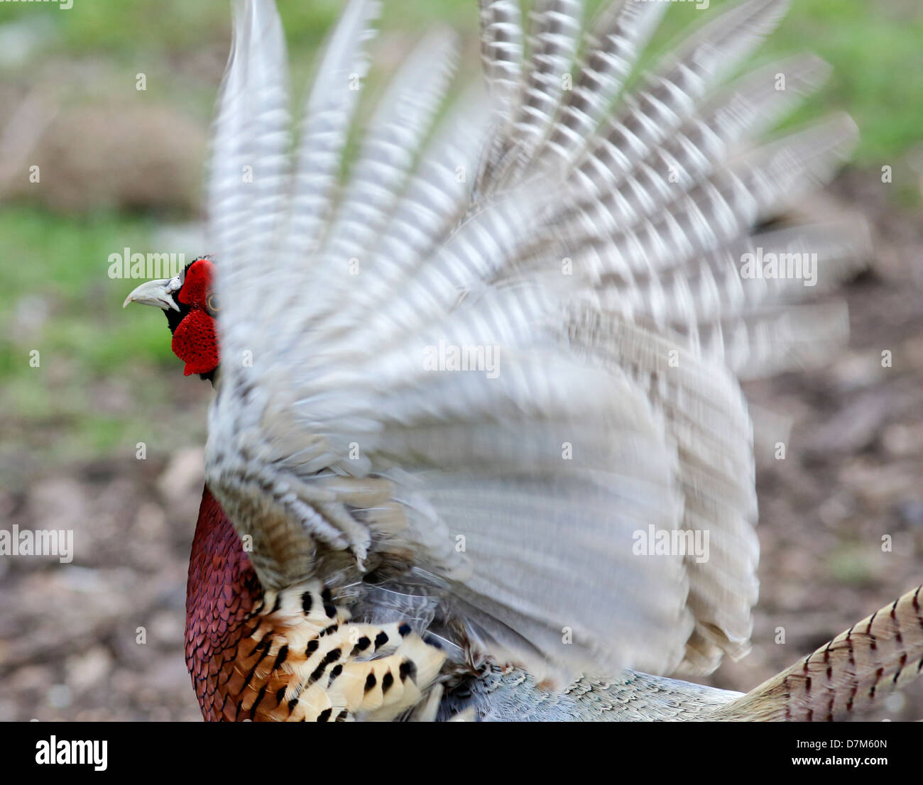 Male pheasant territory display hi-res stock photography and images - Alamy
