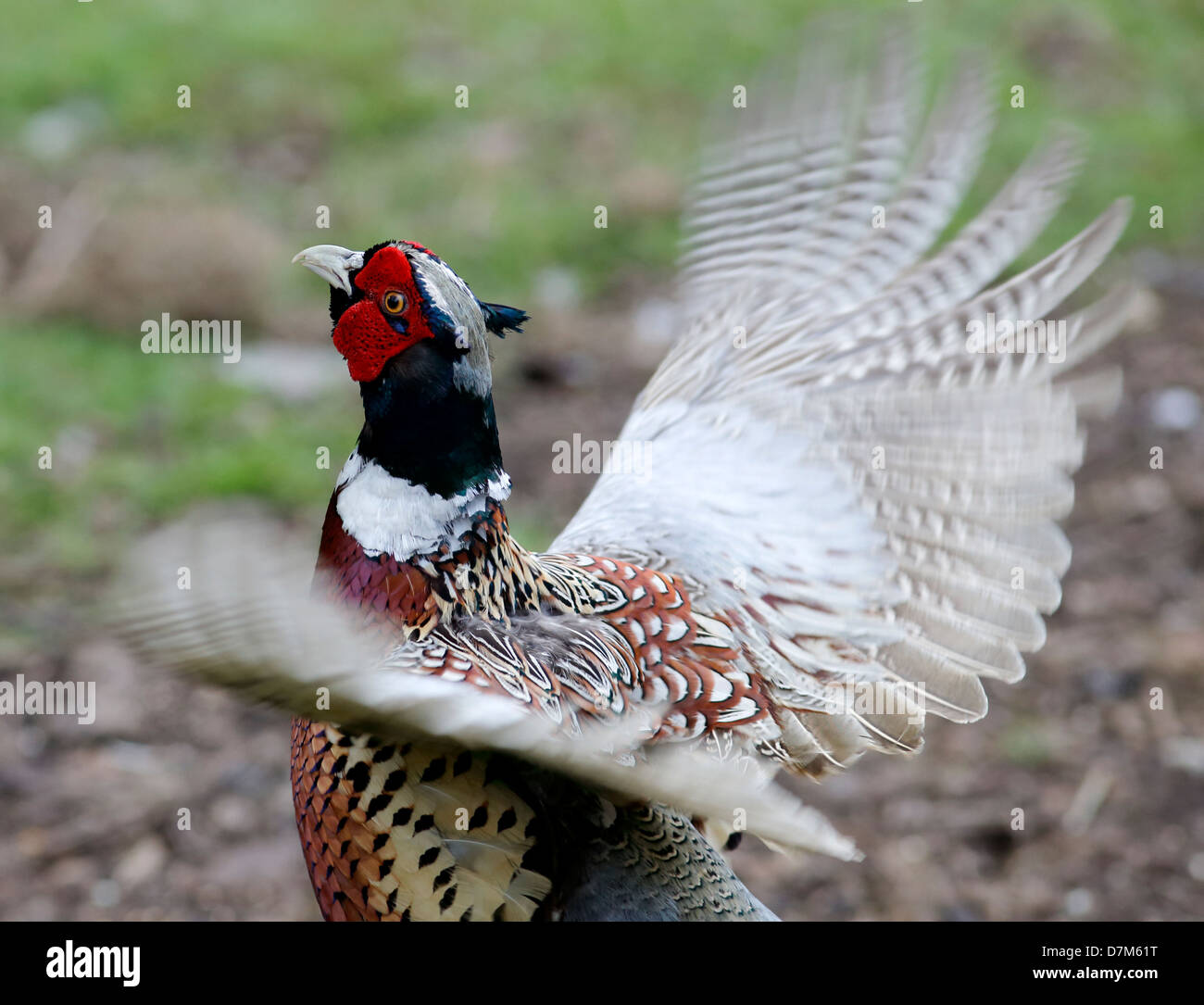 Bird Wing Display High Resolution Stock Photography and Images - Alamy
