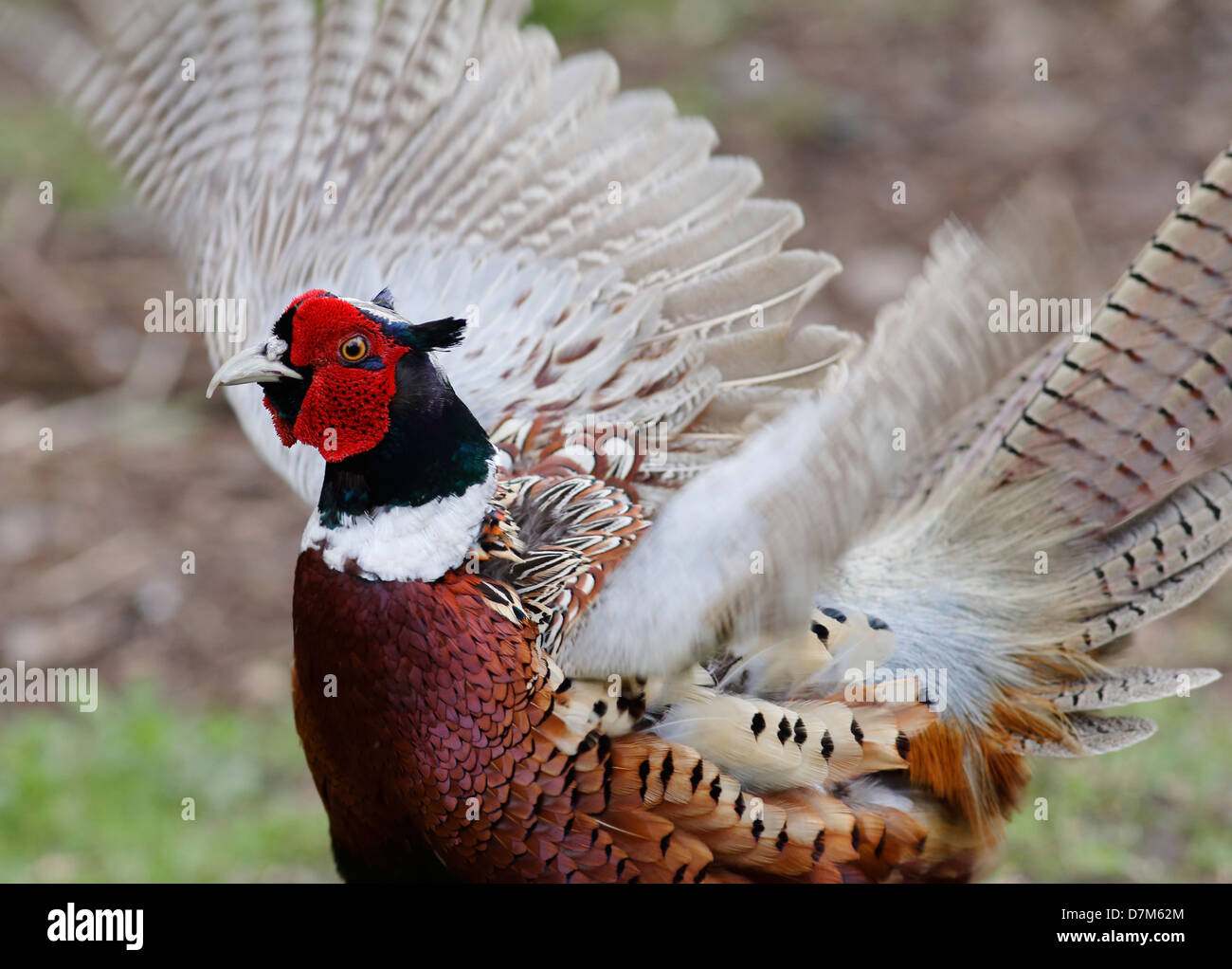 Bird Wing Display High Resolution Stock Photography and Images - Alamy