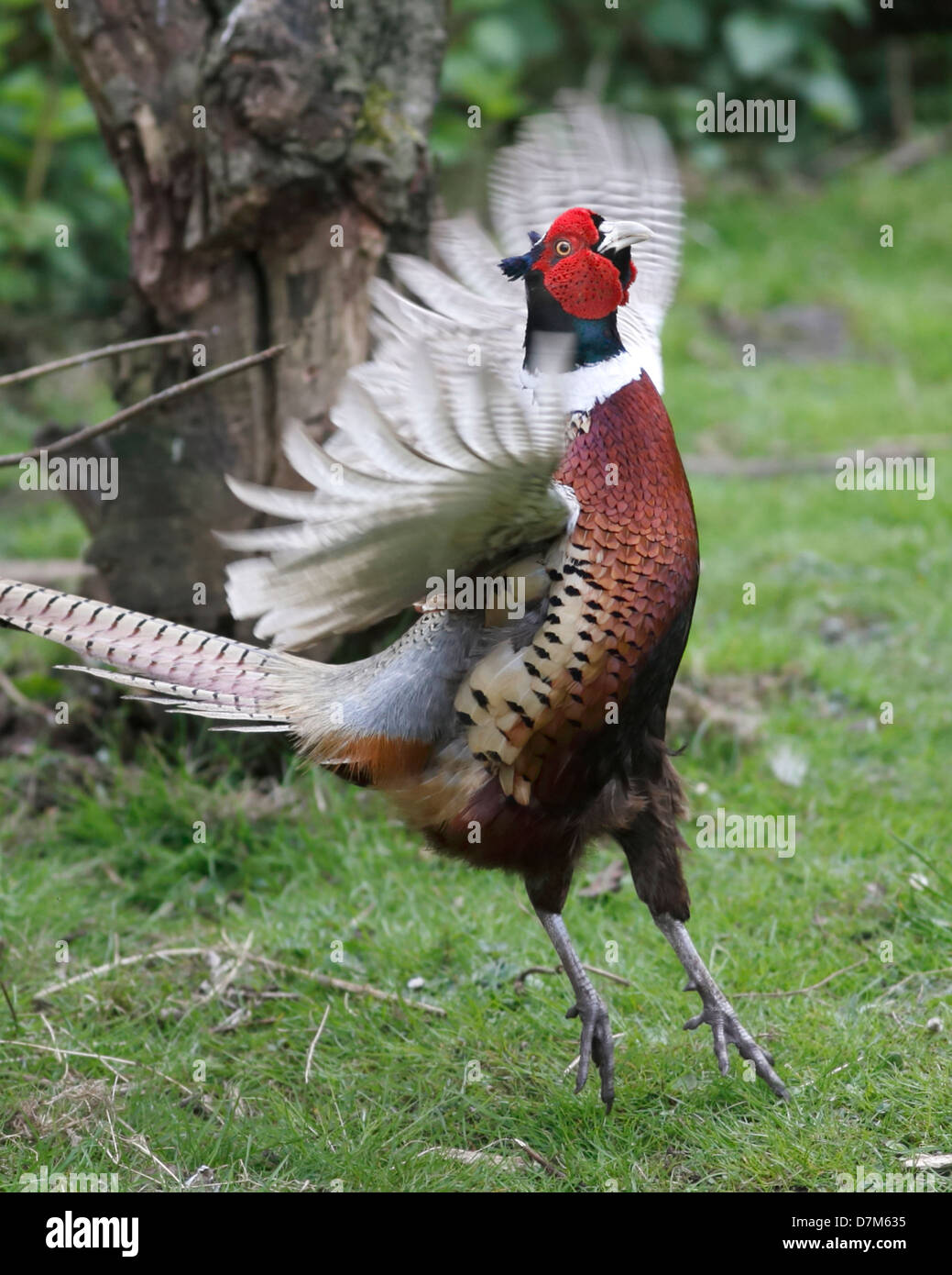 Bird Wing Display High Resolution Stock Photography and Images - Alamy