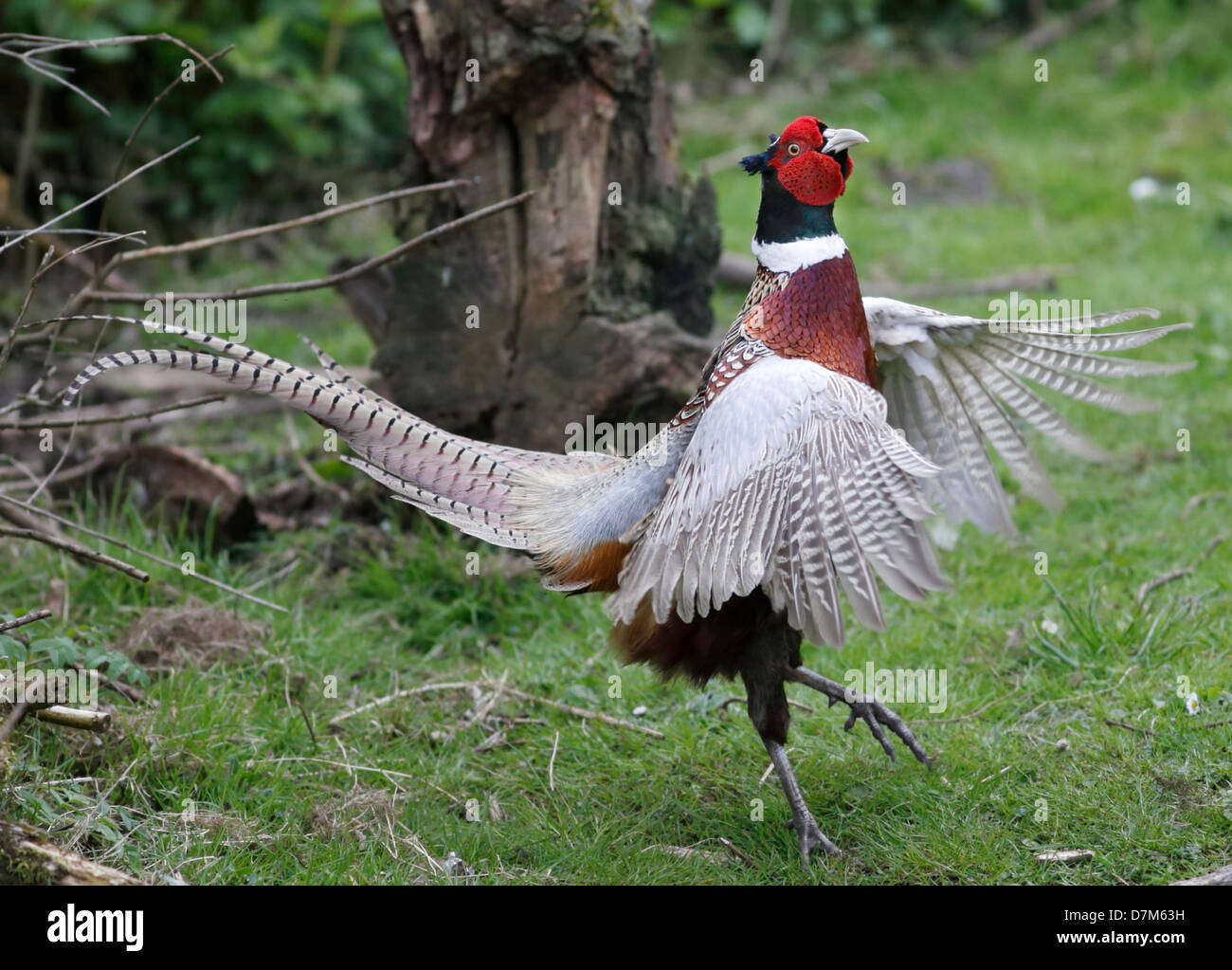Bird Wing Display High Resolution Stock Photography and Images - Alamy