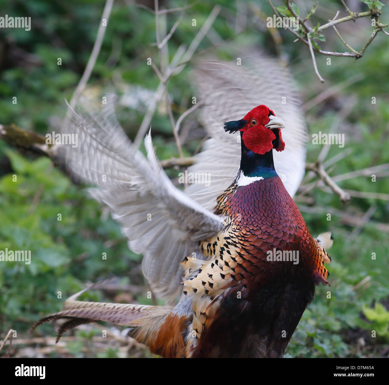 Male pheasant display on territory Stock Photo - Alamy