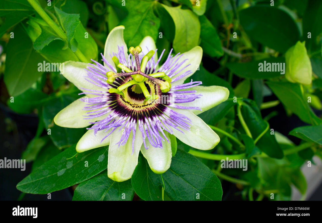 Exotic Vine Flower High Resolution Stock Photography and Images - Alamy