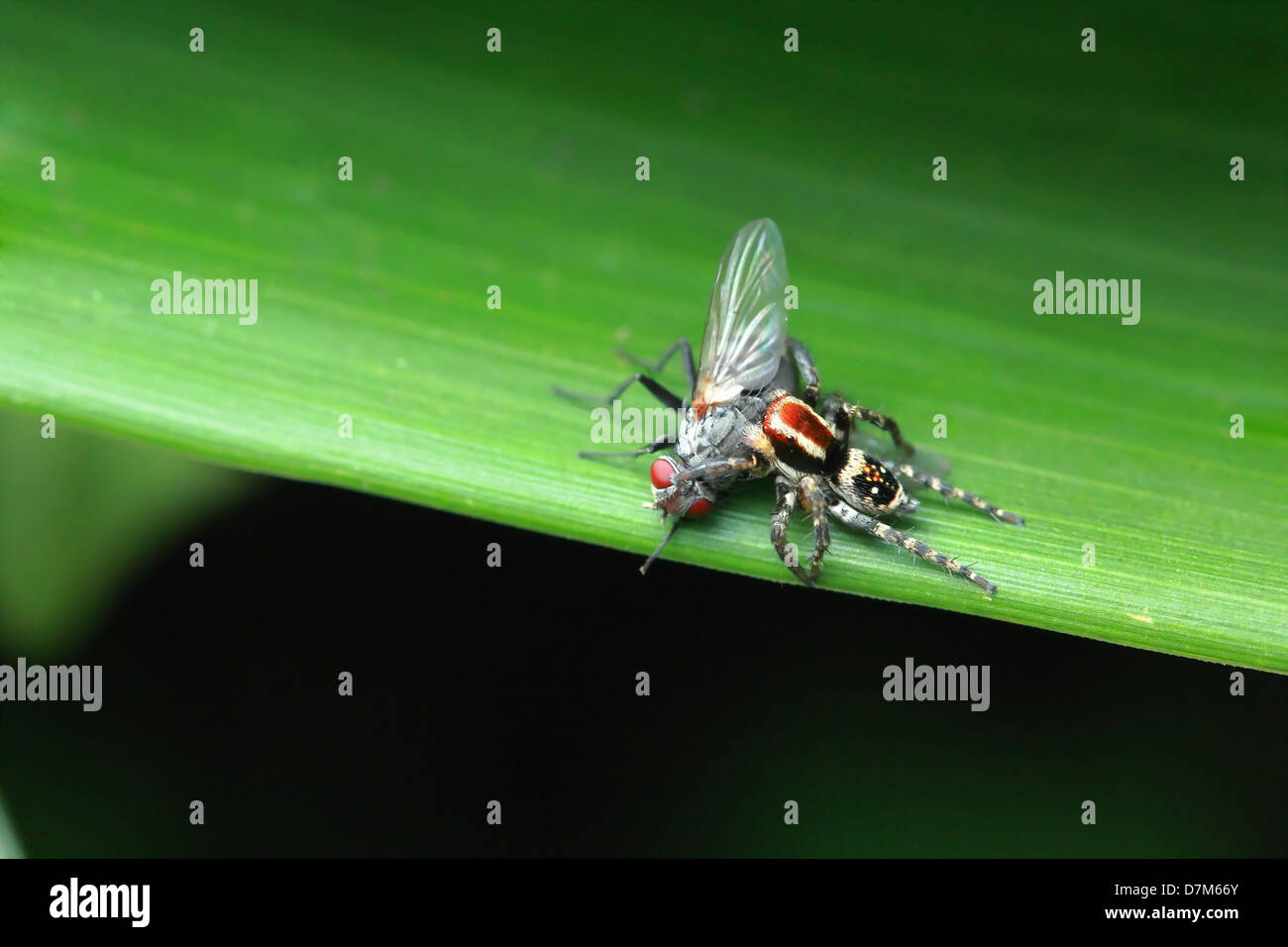 Spider caught fly for eat on leaf in nature Stock Photo - Alamy