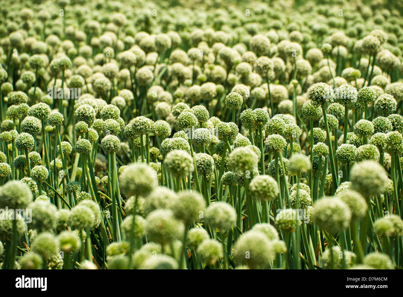 Onion field hi-res stock photography and images - Alamy