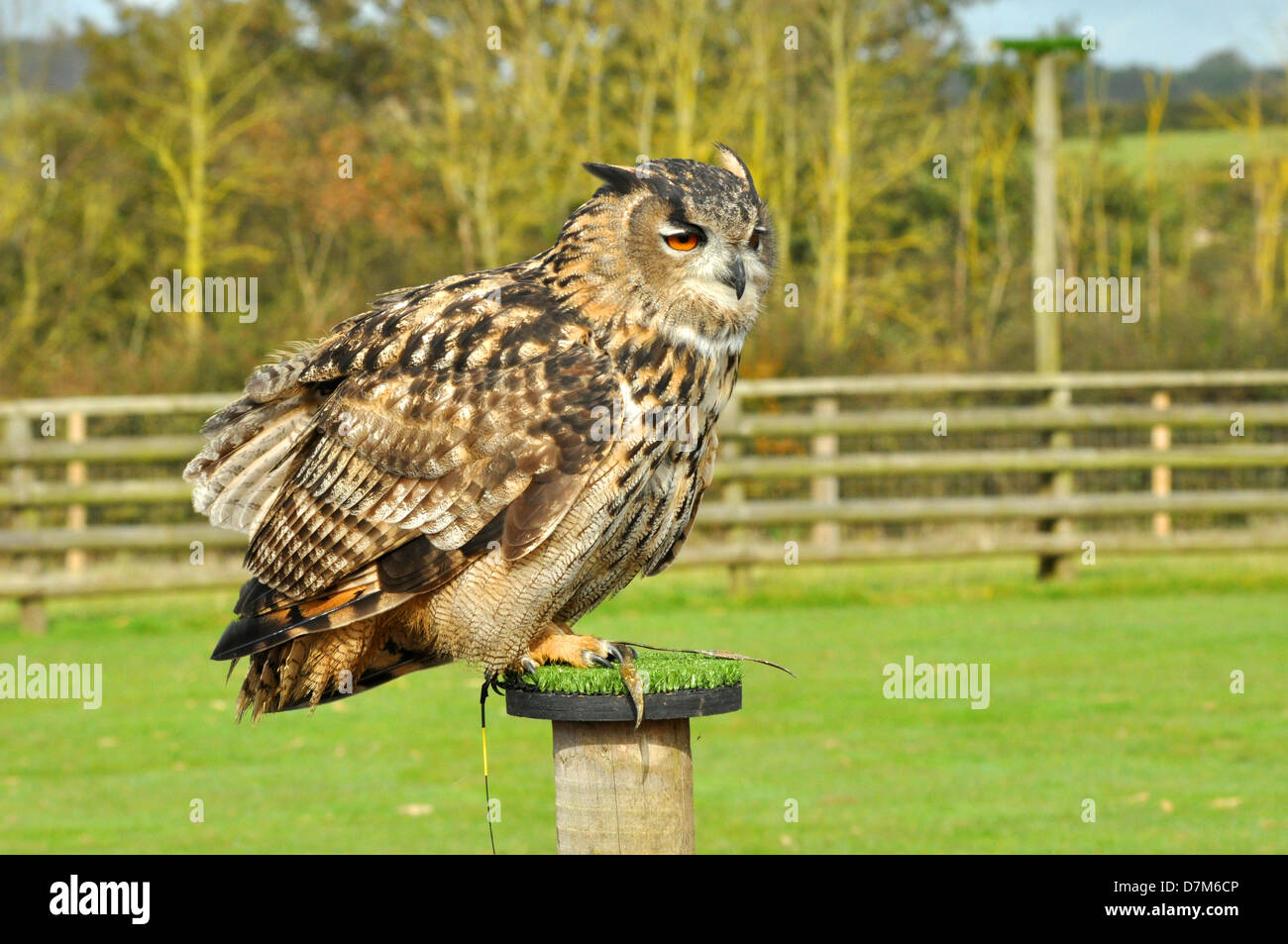 owls in captivity Stock Photo - Alamy