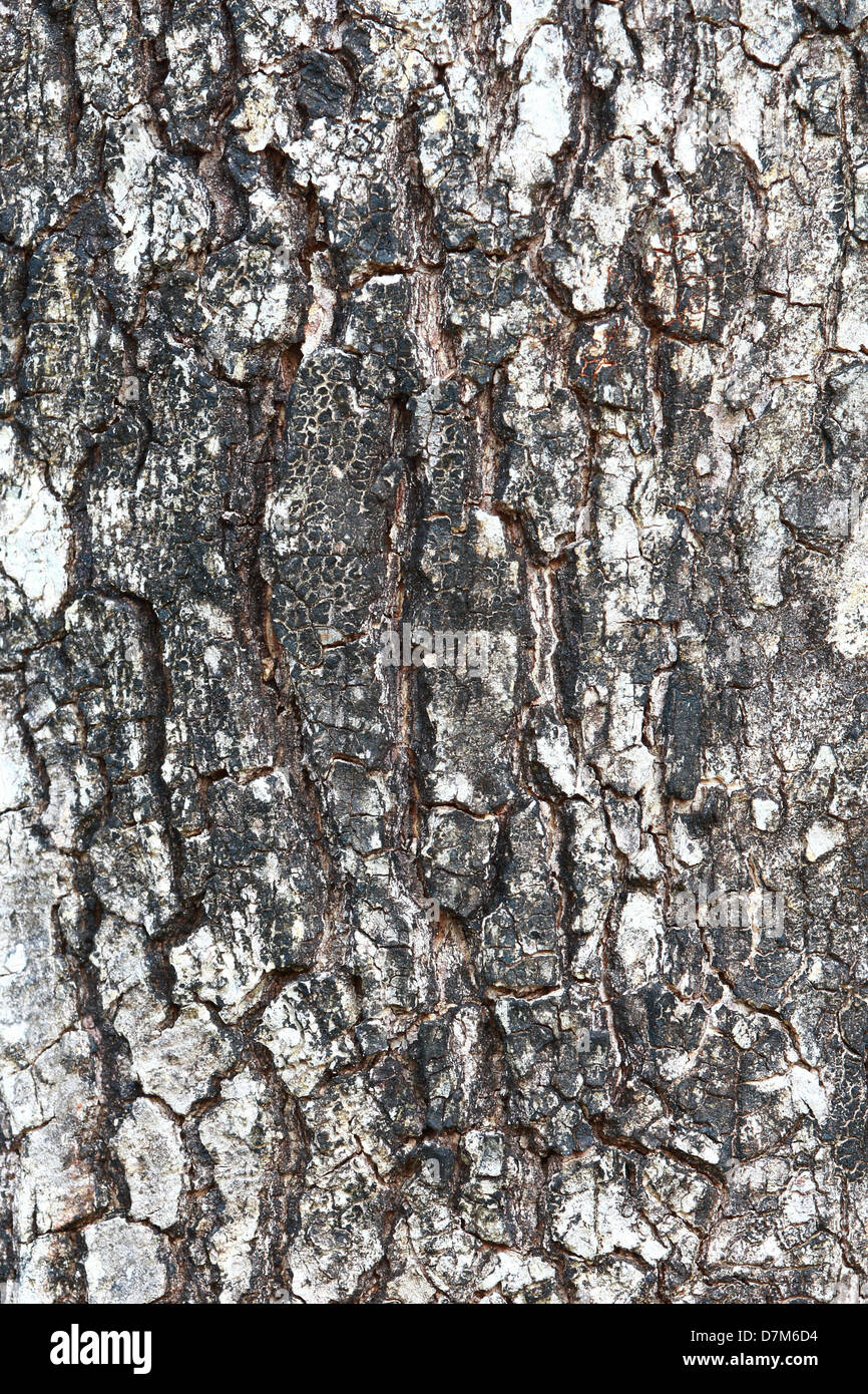 Bark Tree texture full frame in nature Stock Photo - Alamy