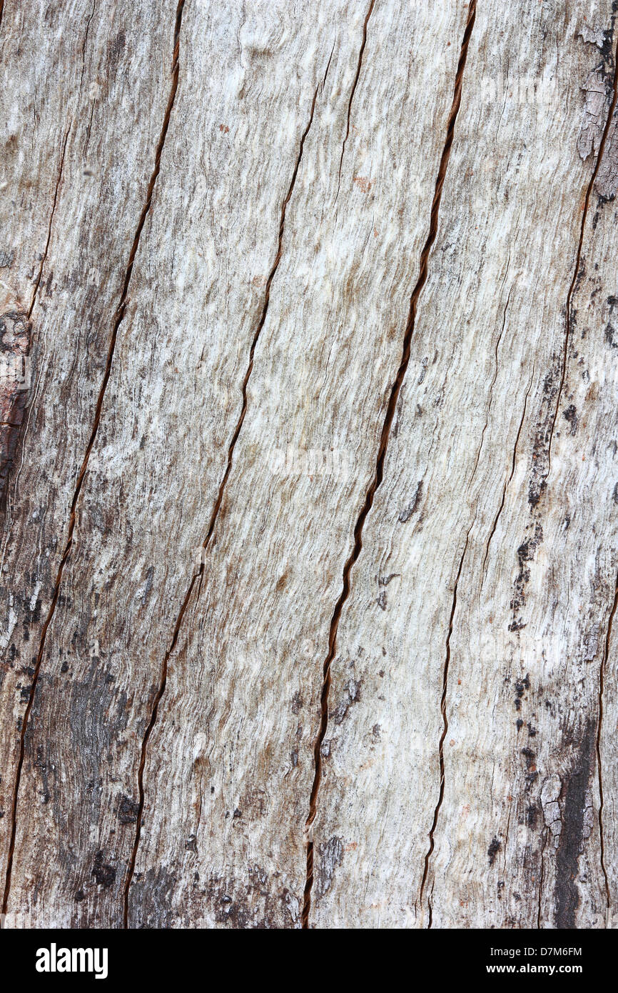 Bark Tree texture full frame in nature Stock Photo - Alamy