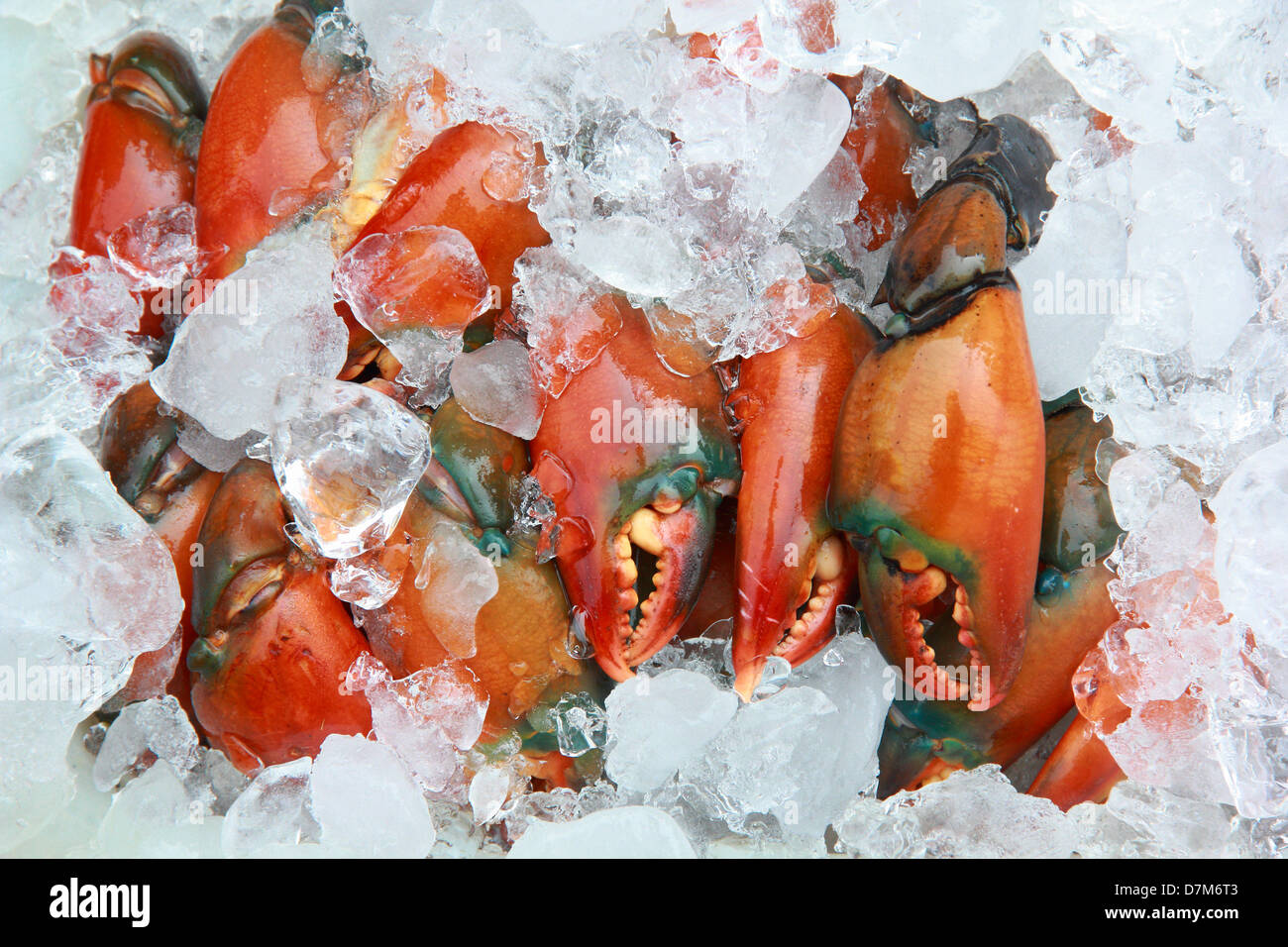 Ice claws hi-res stock photography and images - Alamy