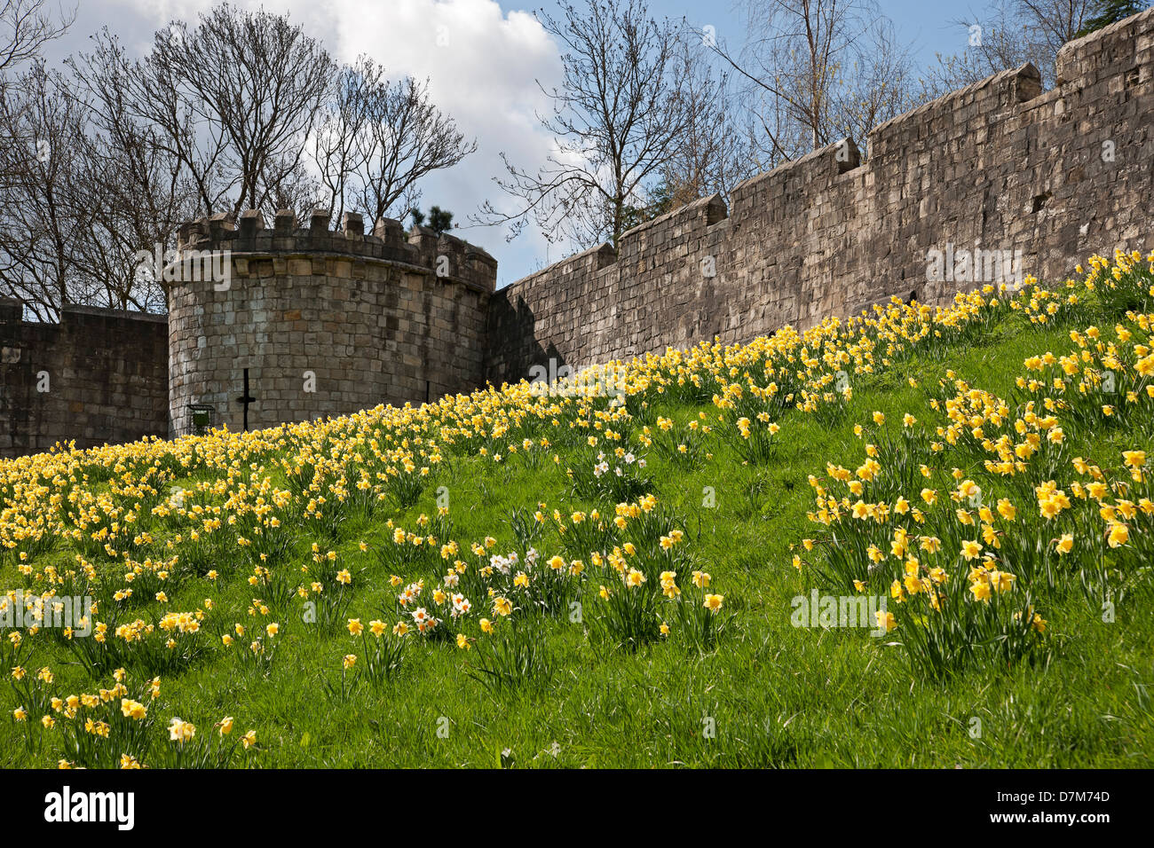 Daffodils yellow flowers growing along the City Walls in spring York ...