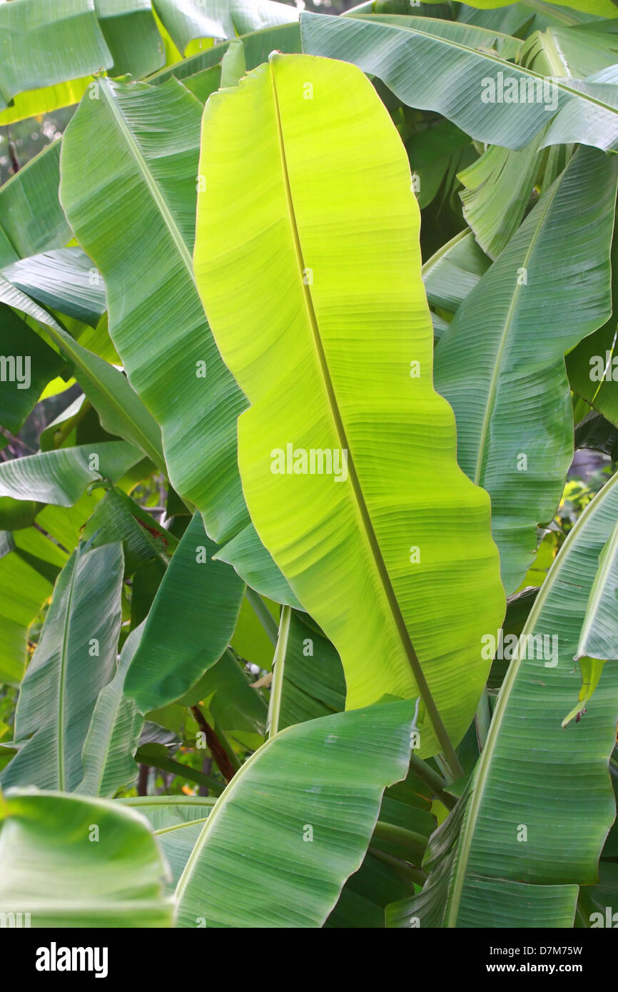 green Banana leaf in nature with daylight Stock Photo - Alamy