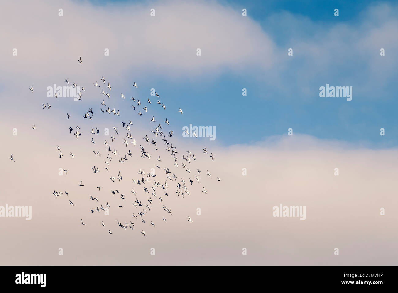 Portugal, Swarm of pigeons Stock Photo - Alamy
