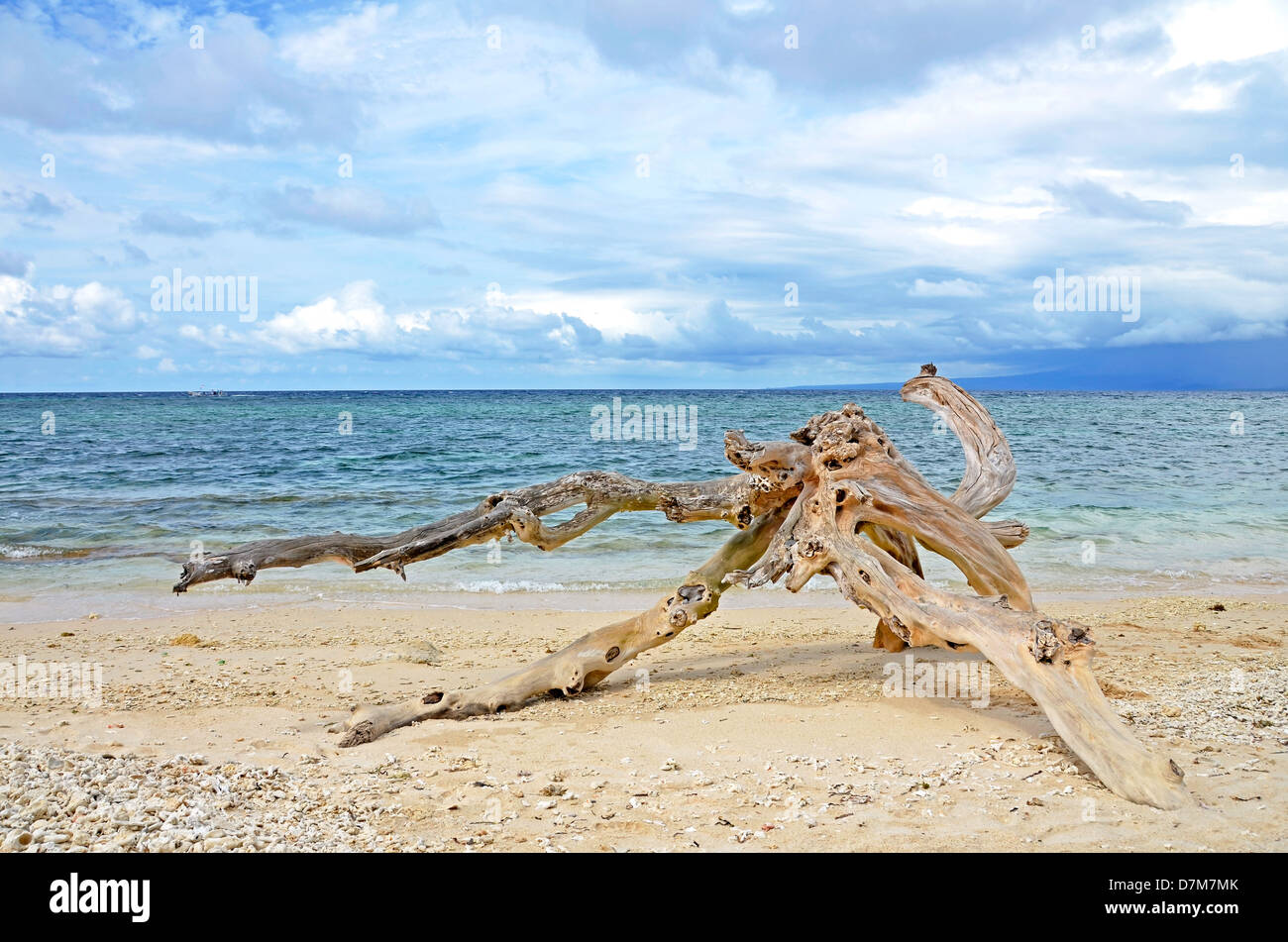 Washed out driftwood on sandy beach with ocean and cloudy sky in the ...