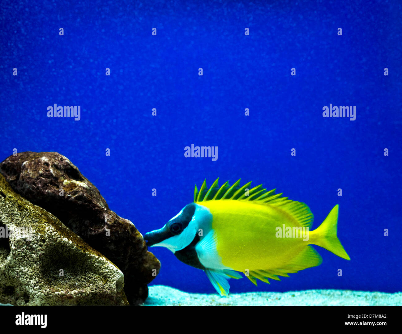 Surgeon fish hi-res stock photography and images - Alamy