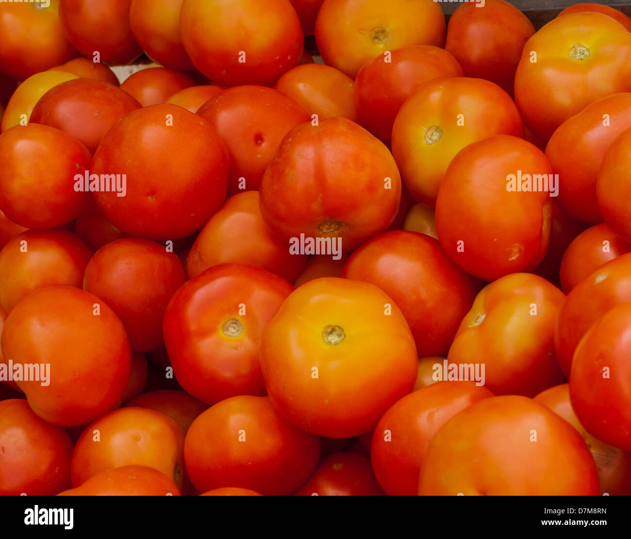 Juicy italian red tomatoes hi-res stock photography and images - Alamy