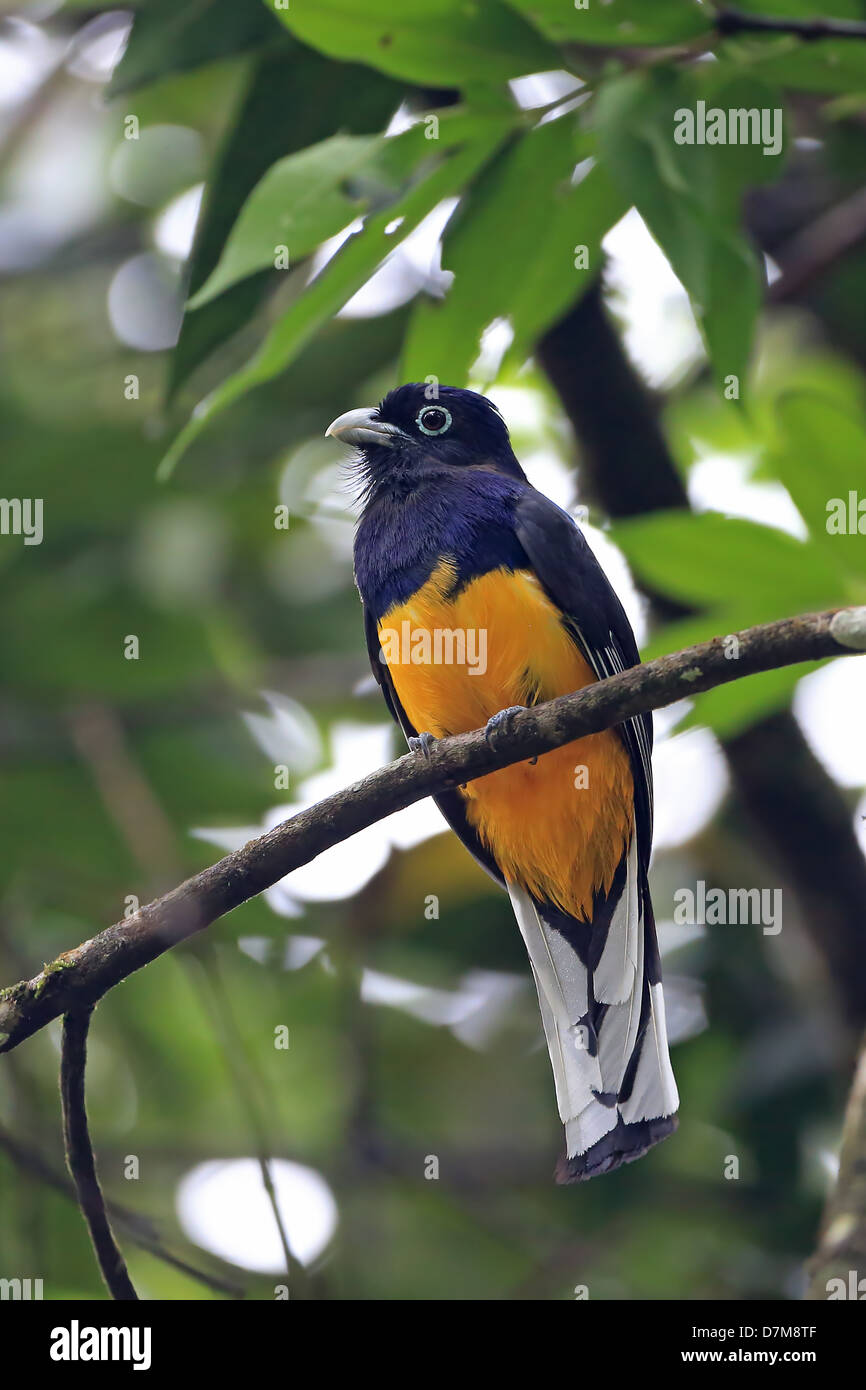 Trogons hi-res stock photography and images - Alamy